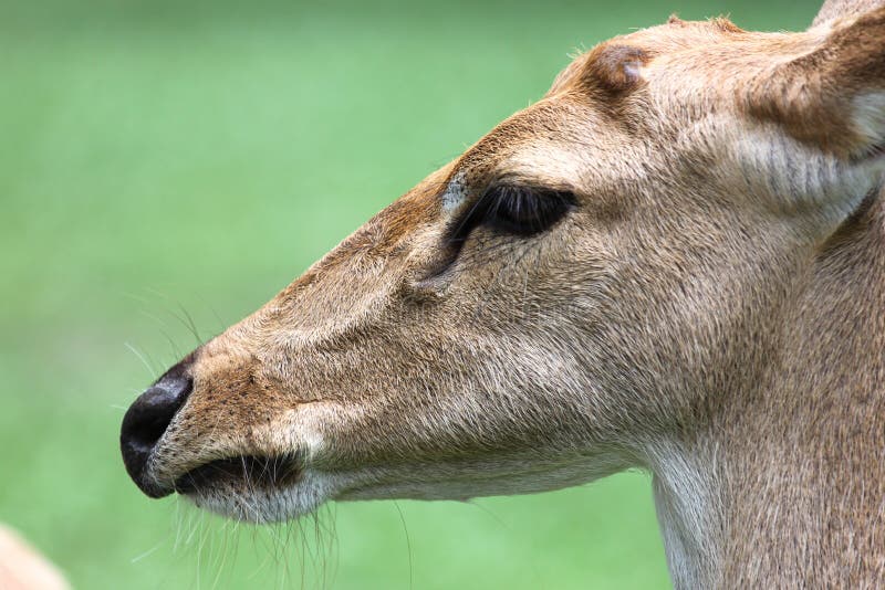 1,059 Side Head Deer Stock Photos - Free & Royalty-Free Stock Photos ...