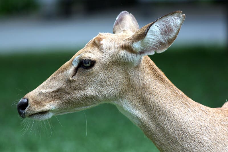 1,073 Side Head Deer Stock Photos - Free & Royalty-Free Stock Photos ...