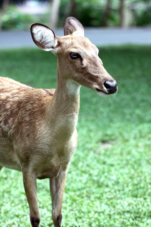 The side of the head deer. stock photo. Image of green - 30967798