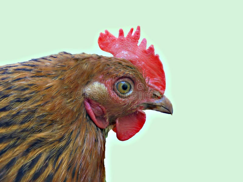 849 Chicken Head Side Photos - Free & Royalty-Free Stock Photos from ...