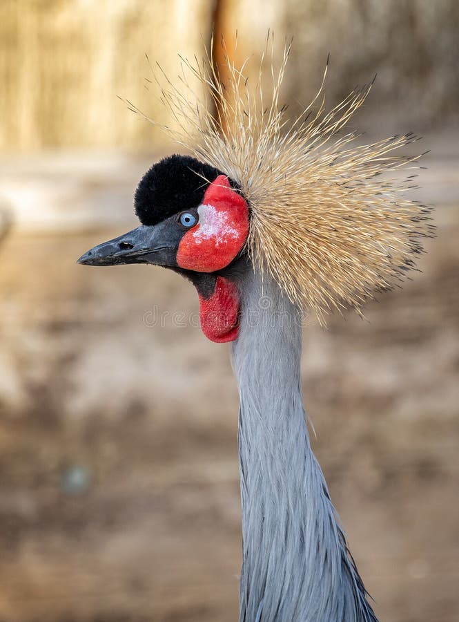 Side on Head and Neck Shot of a Grey Crested Crane Stock Photo - Image ...