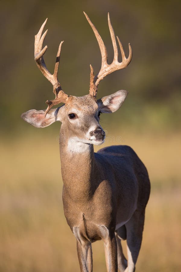 209 Whitetail Deer Buck Tall Rack Stock Photos - Free & Royalty-Free ...