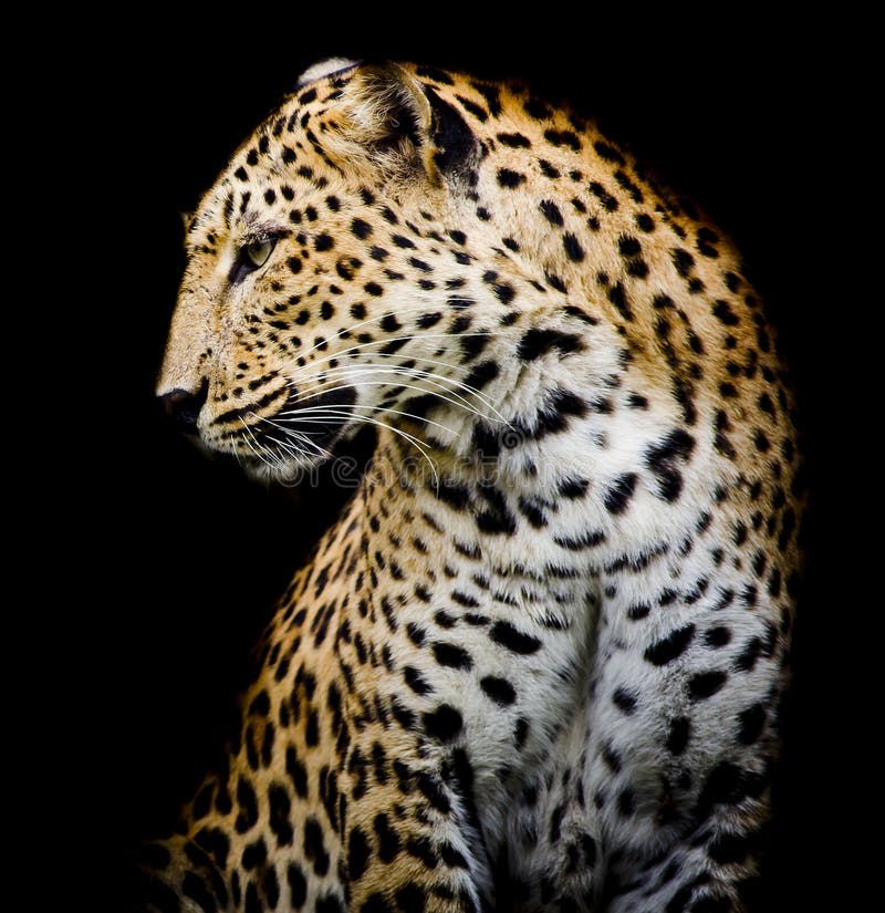 Side of Leopard stock image. Image of ferocious, closeup - 47917107