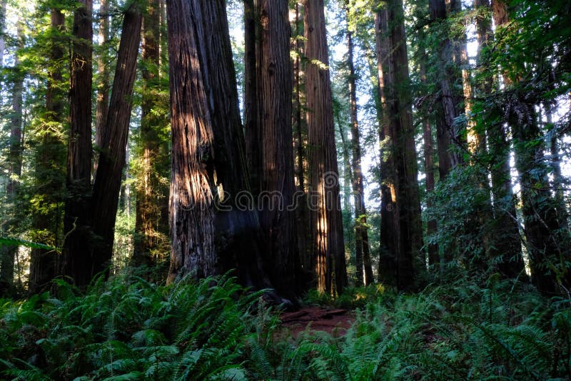 Side Light Striking the Tall Trees of the Redwood Forest Stock Photo ...