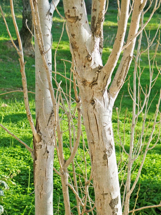 Dense tree roots texture stock photo. Image of tree, branch - 5768570