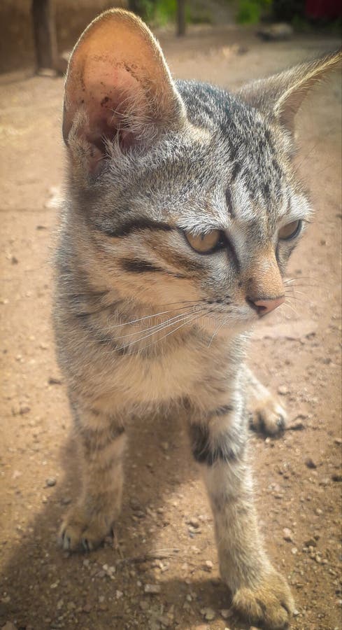 Side Look Cute Cat on the Land Stock Photo - Image of land, look: 236898230