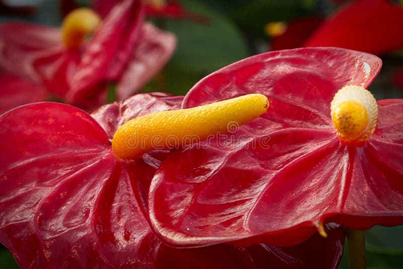 The Side Maco View of a Yellow Spadix on a Flamingo Plant Stock Image ...