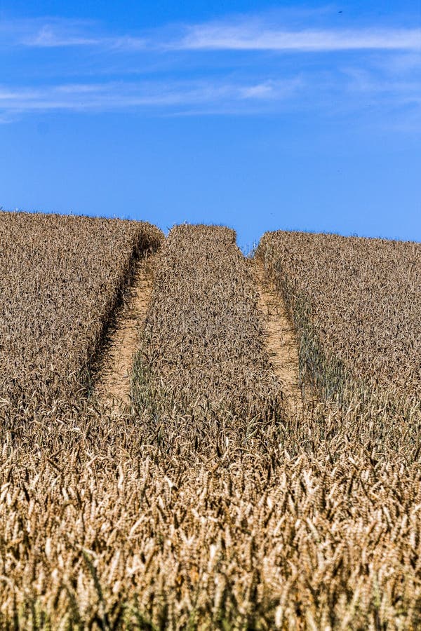 Side Marks in a Summer Wheat Field with Blue Sky Stock Image - Image of ...