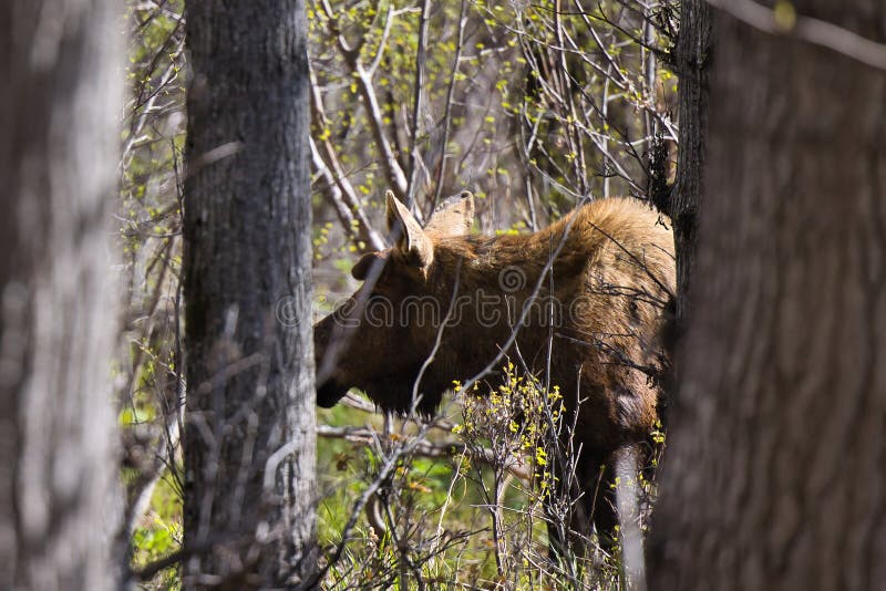 Side of Moose through Trees at Potter Marsh Stock Photo - Image of ...