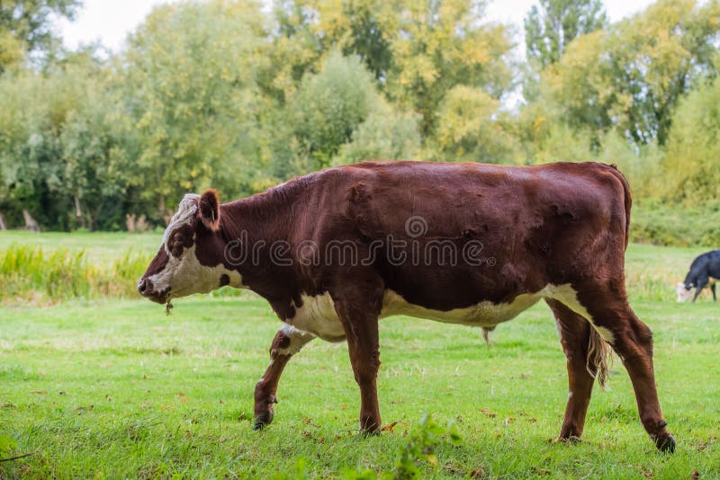 Side Part of a Cattle (Bos Taurus) Walking through the Grass in the ...