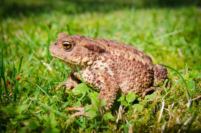 Side Photo Of European Toad Stock Photo - Image of gray, european: 43920370