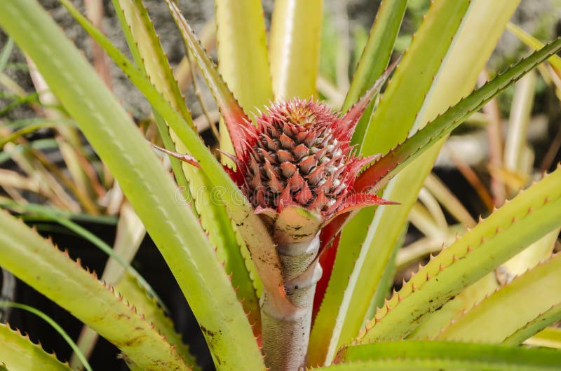 Side of Pineapple Inflorescence Stock Photo - Image of collective ...
