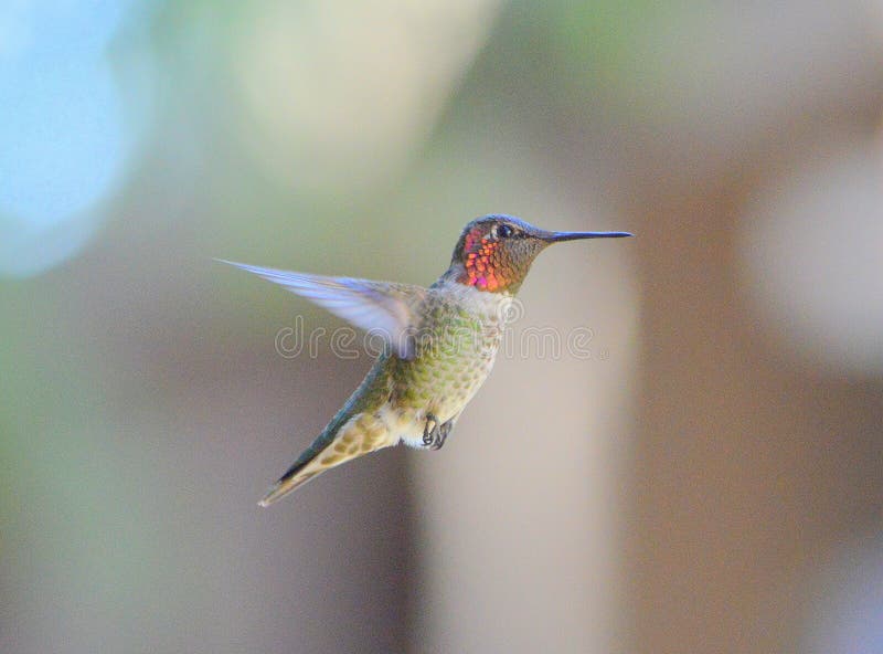 A Side Point of View of a Humming Bird Flying Stock Photo - Image of ...