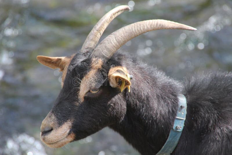 Side Portrait of Black Thuringian Goat with Big Horns Stock Photo ...