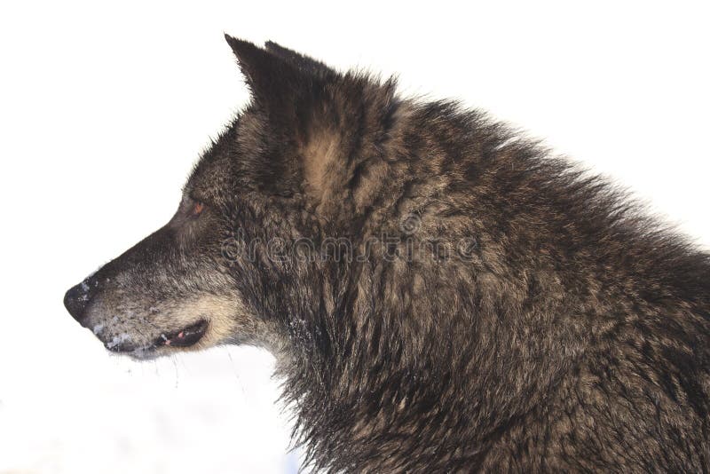 Portrait timber wolf stock photo. Image of canis, powerful - 37945234