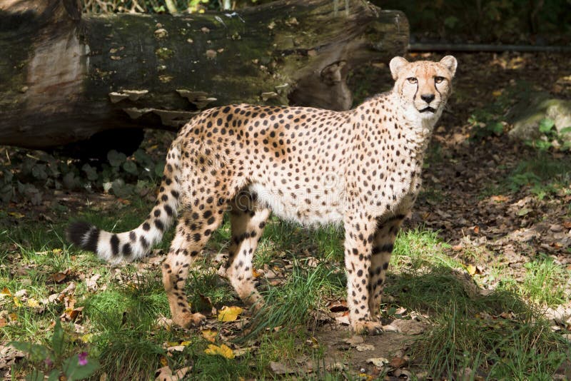 Cheetah side view profile stock photo. Image of portrait - 17234584