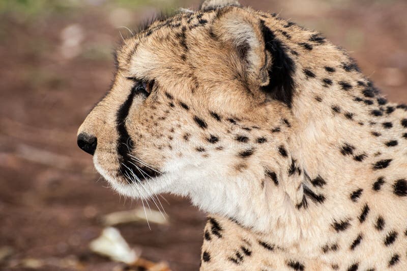 Side portrait of cheetah stock photo. Image of profile - 2660530