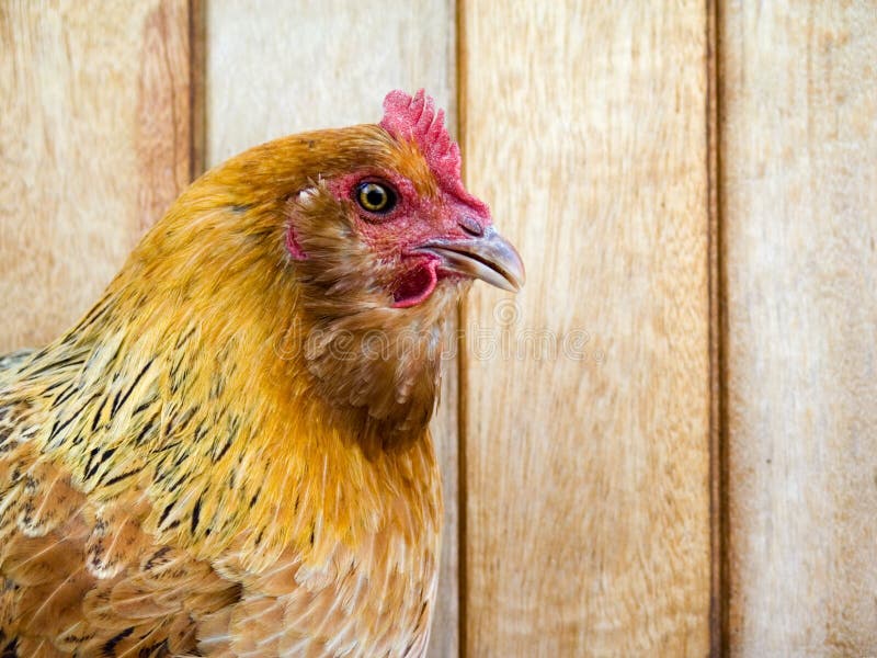 933 Chicken Head Side Stock Photos - Free & Royalty-Free Stock Photos ...