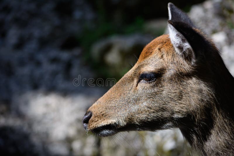 Side portrait of a deer stock photo. Image of portraitshots - 113793298