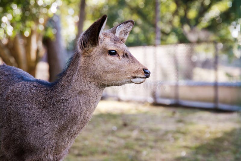 Side portrait of deer stock photo. Image of wildlife - 66188928