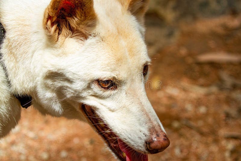 Side portrait of dingo stock photo. Image of ginger - 270964626