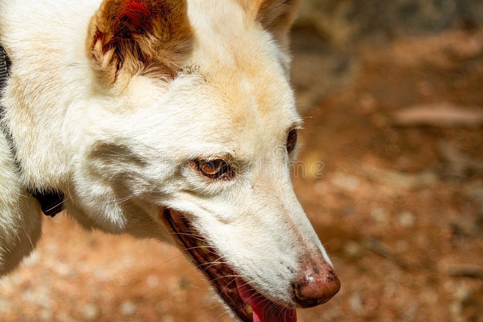 Side portrait of dingo stock photo. Image of ginger - 270964626
