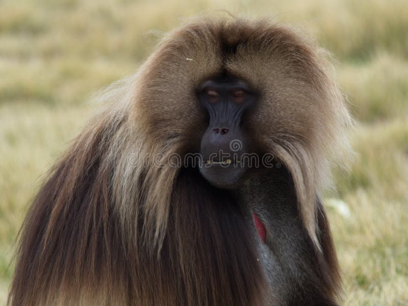 Side on Portrait of Gelada Monkey Theropithecus Gelada Showing Teeth ...