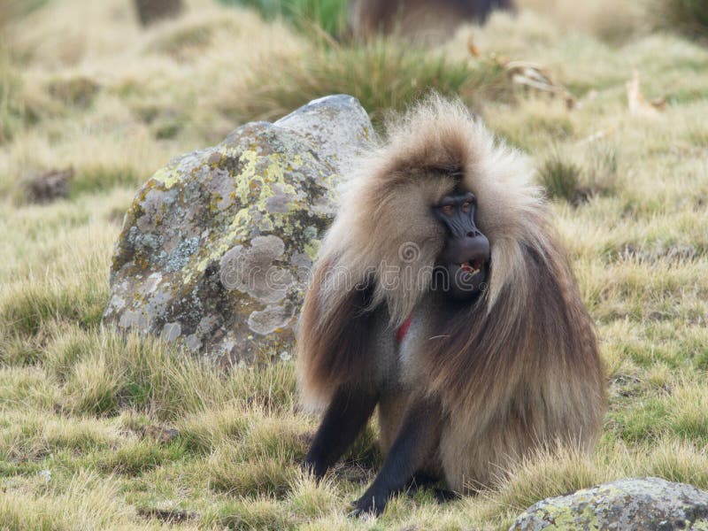 Teeth Wind Up Toy stock photo. Image of white, life, smile - 2488972