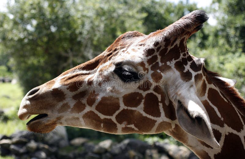 Side portrait of giraffe stock photo. Image of leafy - 20822416