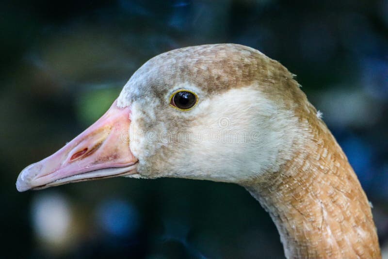 Side portrait of a goose stock photo. Image of outdoors - 264204346