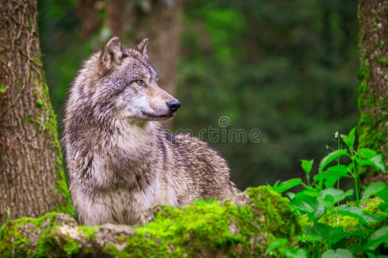Side Portrait of Gray Wolf Photographed in the Forest Stock Image ...