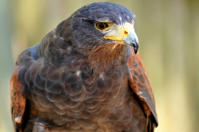 Side Portrait of a Harris`s Hawk Stock Photo - Image of hunting, harris ...