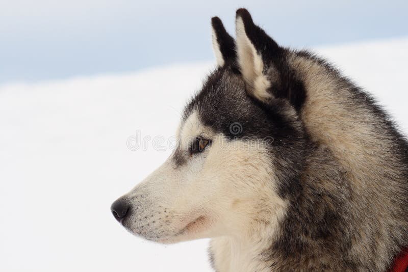 Side portrait of husky dog stock photo. Image of stares - 4129154