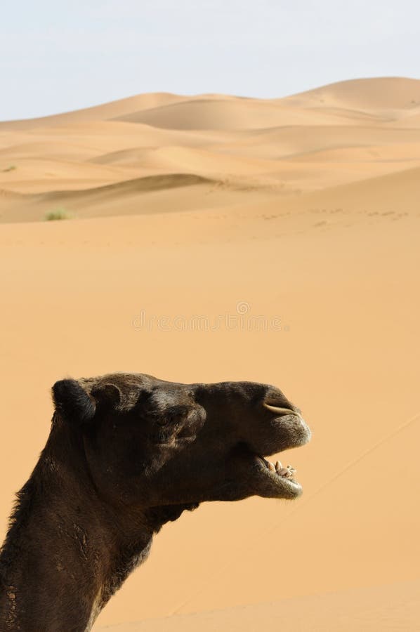 The laughing camel. stock image. Image of lonely, culture - 25105621