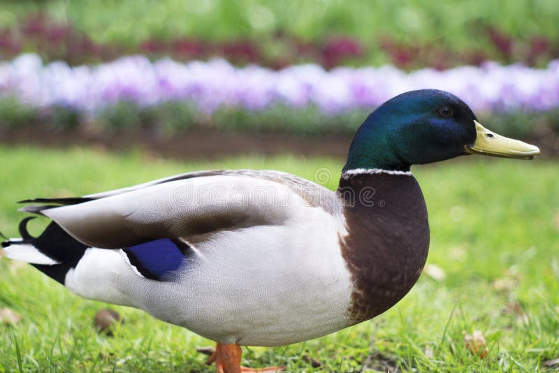 Mallard Side View Portrait In Soft Focus Stock Image - Image of beak ...