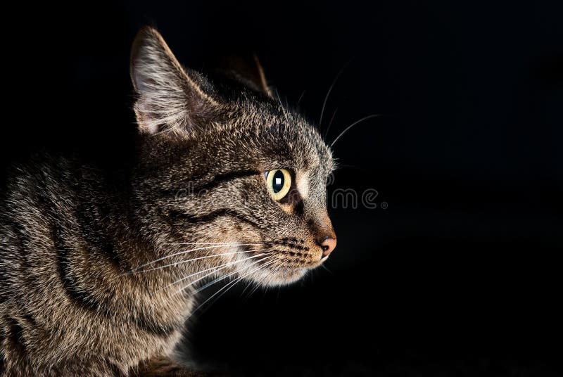 Side Portrait of Muzzle of a Cat with Yellow Eyes Stock Photo - Image ...