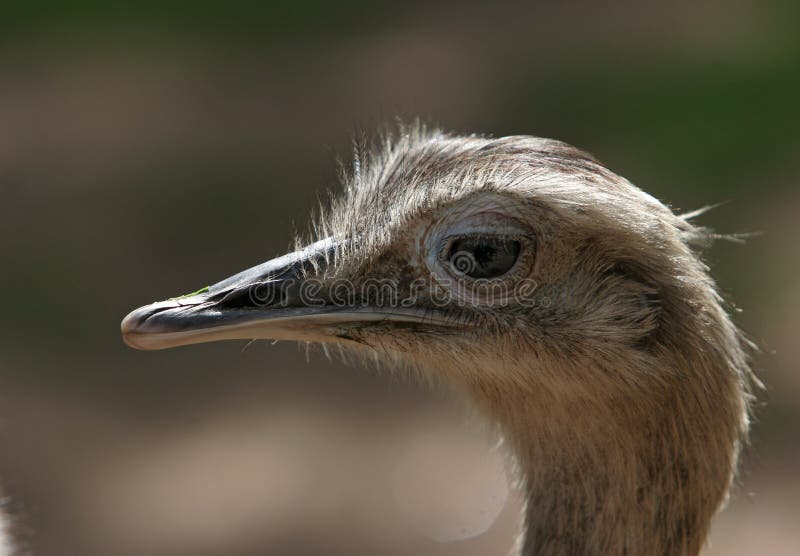 Side Portrait Of Ostrich Bird Stock Photo - Image of bill, struthio ...