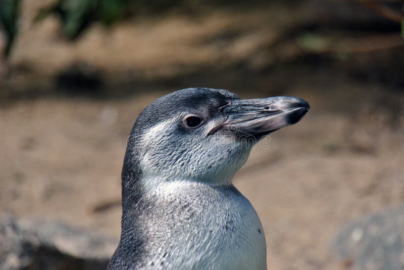 Side portrait of a penguin stock image. Image of white - 115126489