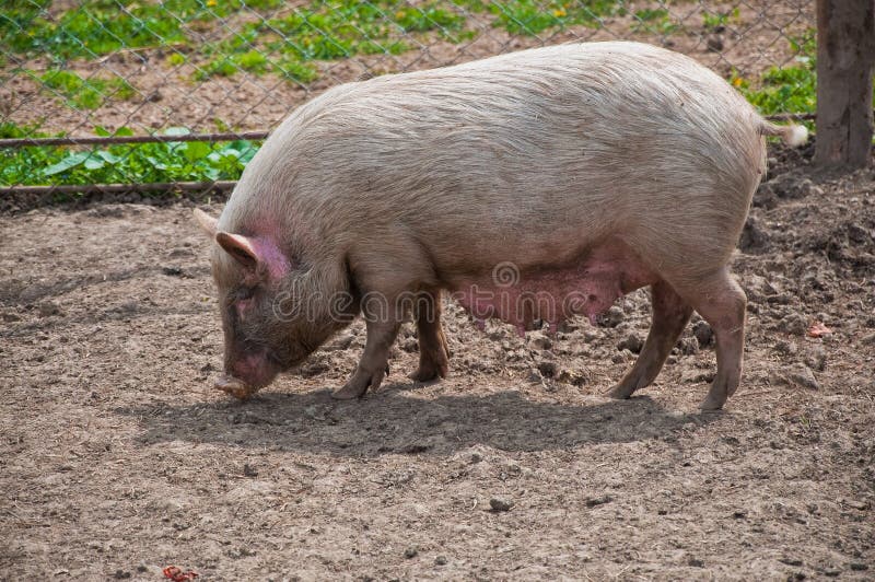 Side portrait of pig stock photo. Image of sniffing, standing - 14116124