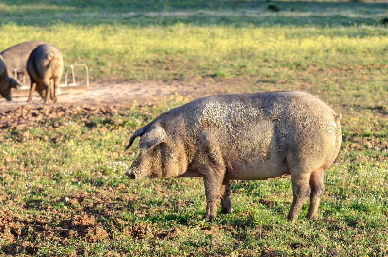 Side Portrait of Pig in Field Stock Photo - Image of pigs, grazing ...