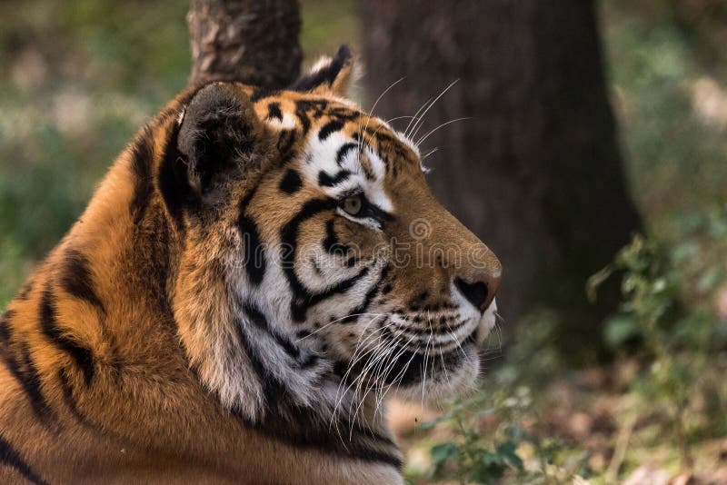 Side Portrait of Siberian Tiger Resting in the Forest Stock Image ...