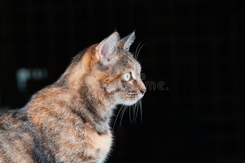 Side Portrait of a Tabby Cat Stock Image - Image of kitten, civet ...