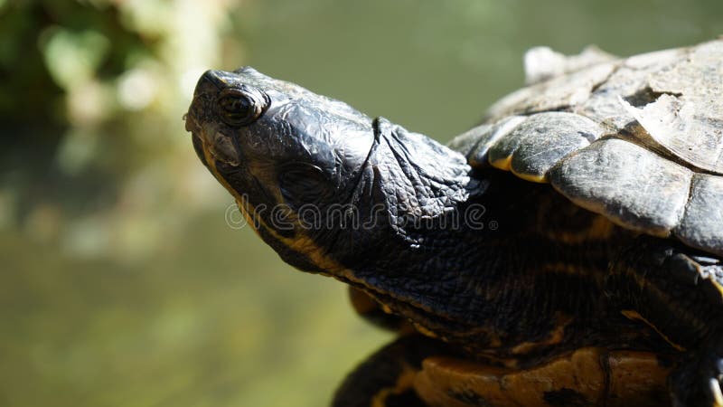 Side portrait of a turtle stock image. Image of pond - 264925829