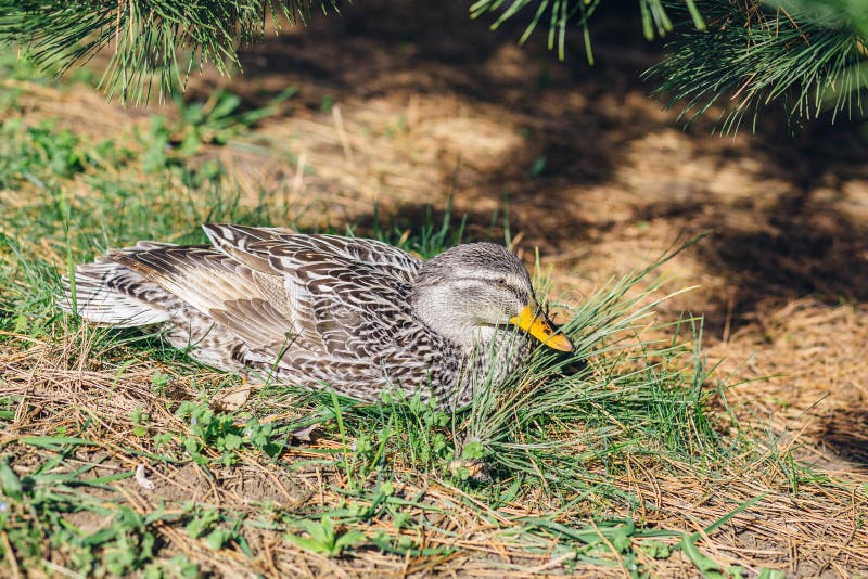 Side Portrait of a Wild Duck Standing on the Grass Under a Pine Tree in ...