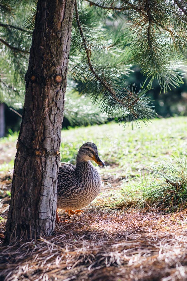 Side Portrait of a Wild Duck Standing on the Grass Under a Pine Tree in ...