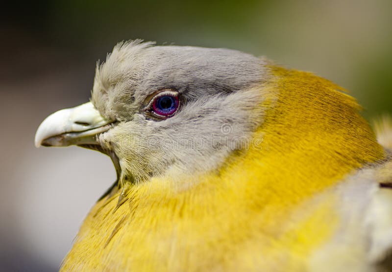 A Side Portrait of a Yellow Footed Green Pegion Stock Photo - Image of ...