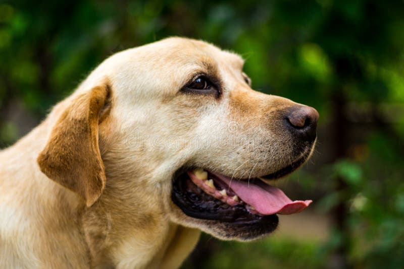 Close Side View Head Muzzle Portrait Yellow Golden Labrador Retriever ...