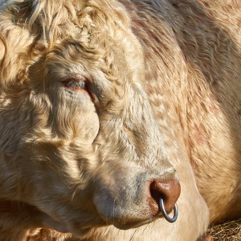 Side Portrait of Young Bull with Iron Ring Pulled through Nostrils ...