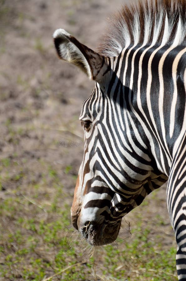 1,242 Zebra Side View Photos - Free & Royalty-Free Stock Photos from ...