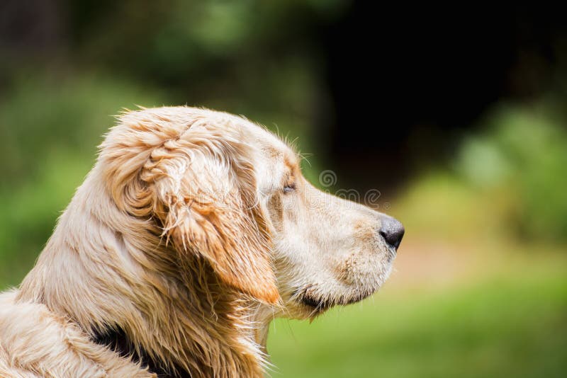 Side Profile of Adult Retriever Dog Stock Image - Image of puppy ...